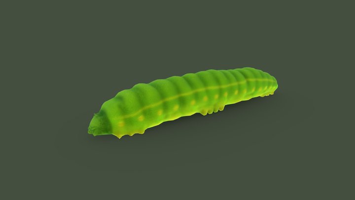 Larva 3D models - Sketchfab