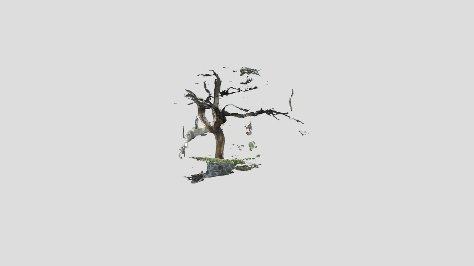2. Delonix regia . Flame Tree - 3D model by DLA (@cdla2022) [f4e8e48 ...