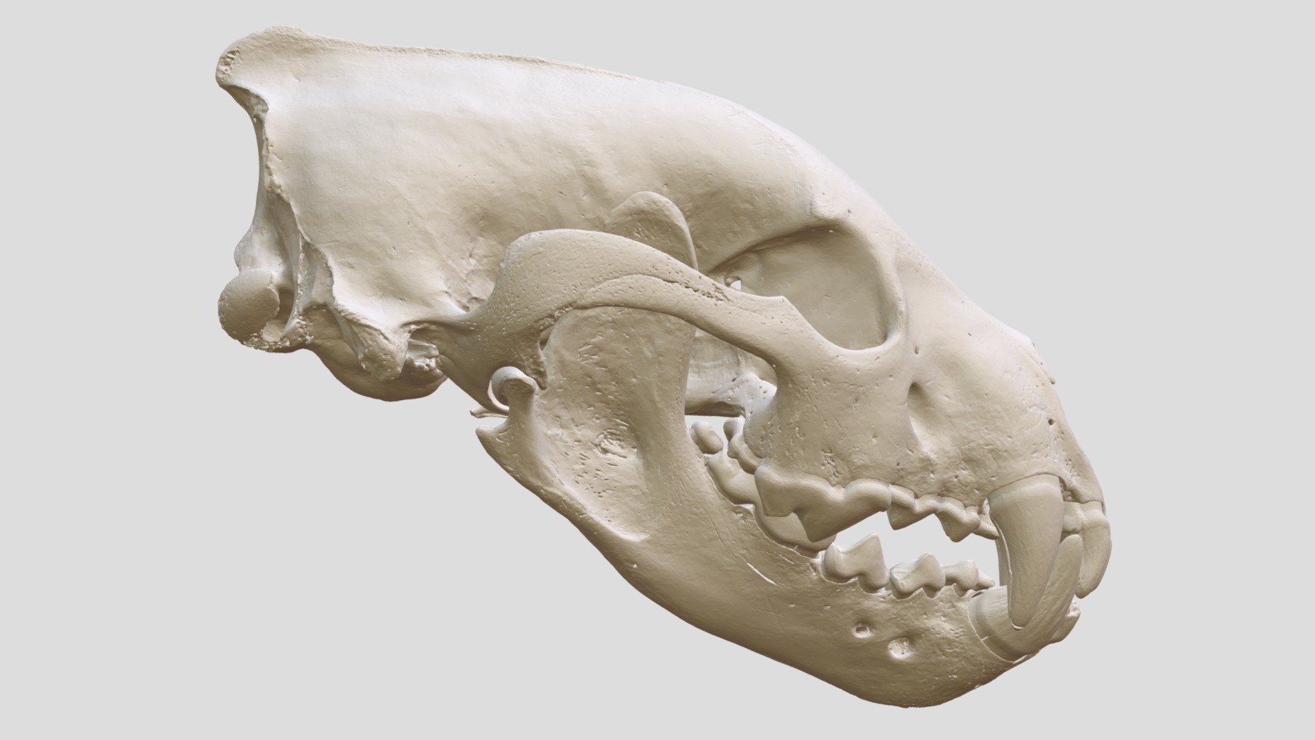 Gulo gulo (MSB:Mamm:227356) - 3D model by Biodiversity [f4eefd4 ...