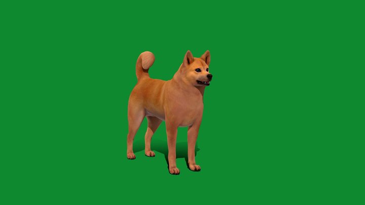 Spitz-dog 3D models - Sketchfab