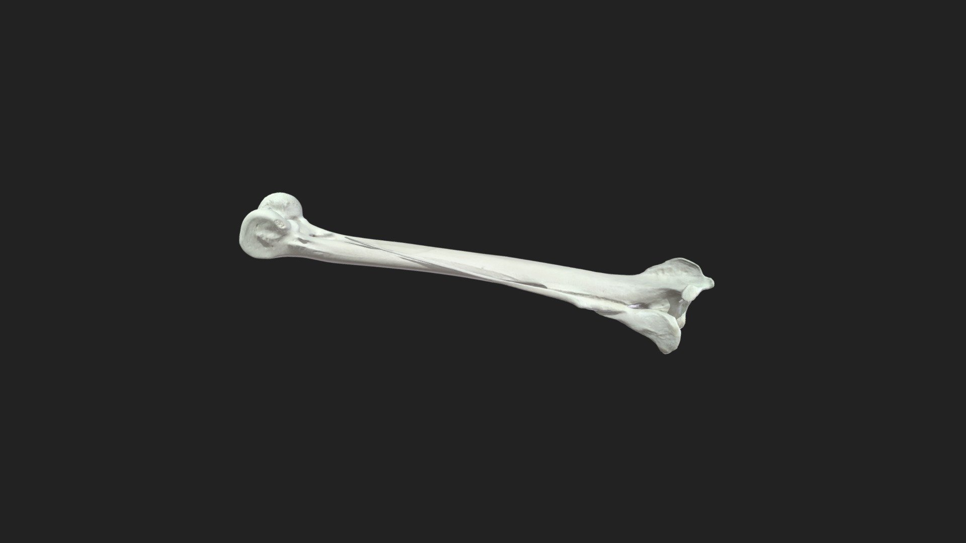 tibiotarsus with fibula chicken - 3D model by vetanatMunich [f503cb9 ...