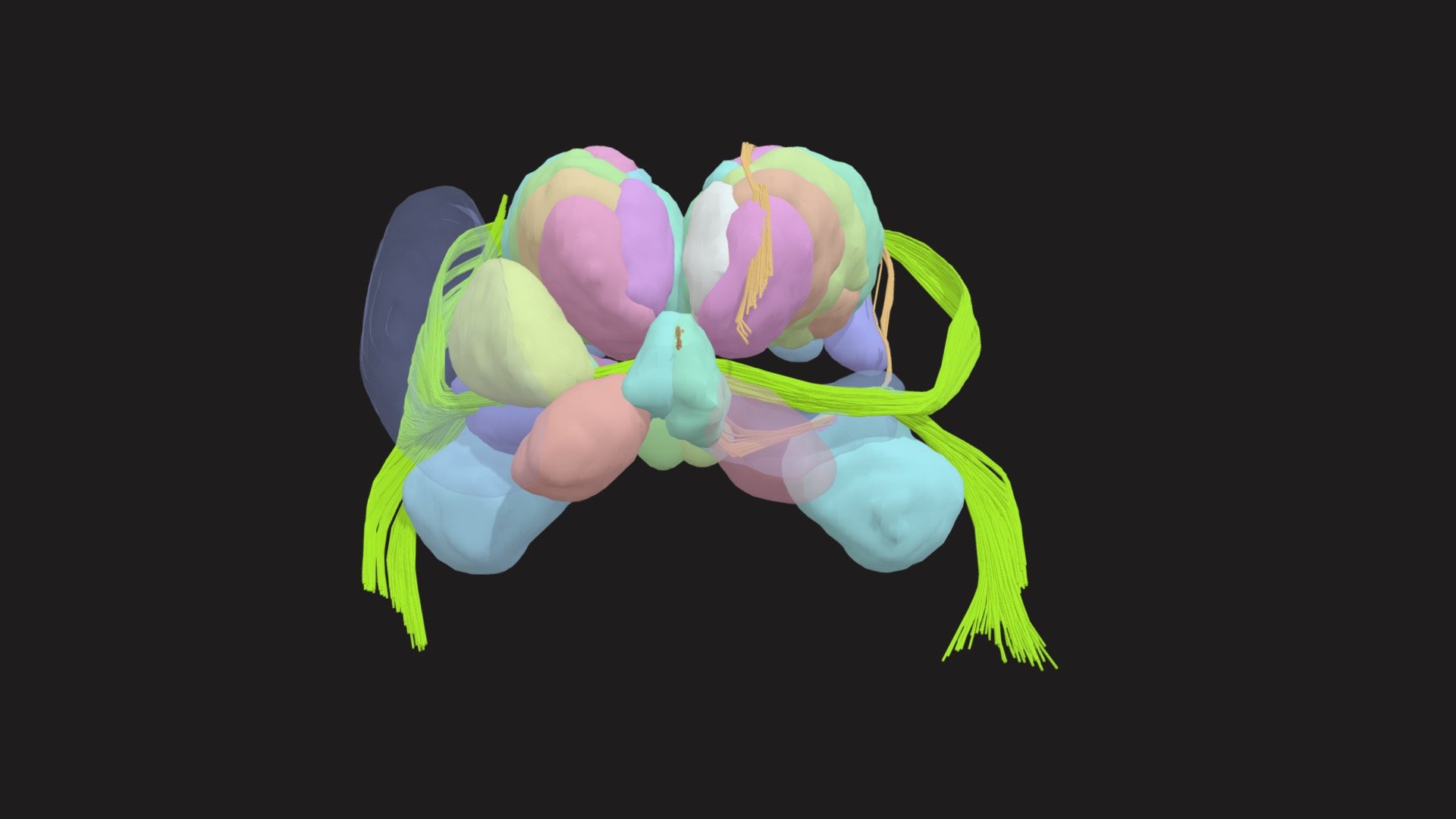 Amygdala Connections and basal forebrain - 3D model by 3D Atlas of ...