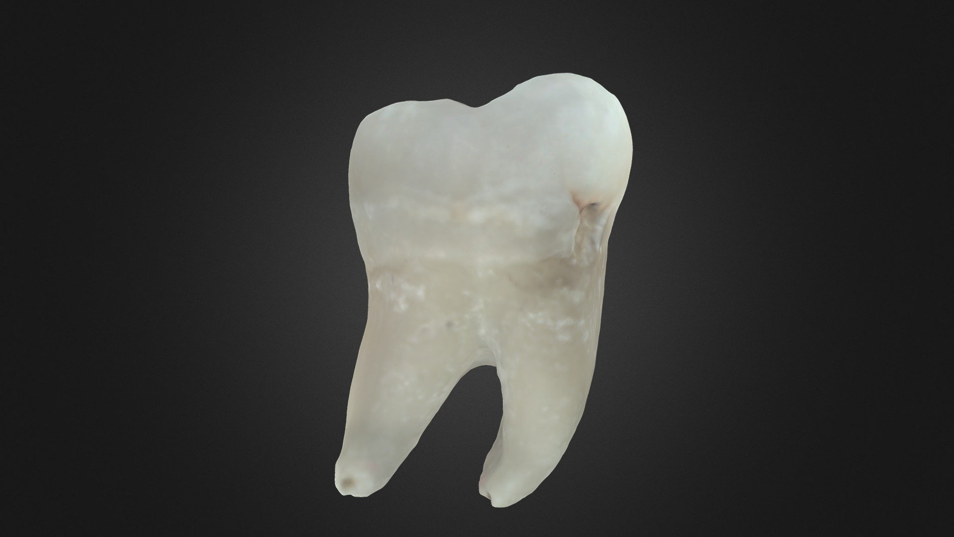 Dente 46 - Lower Right First Molar (ID 46b) - Download Free 3D model by ...