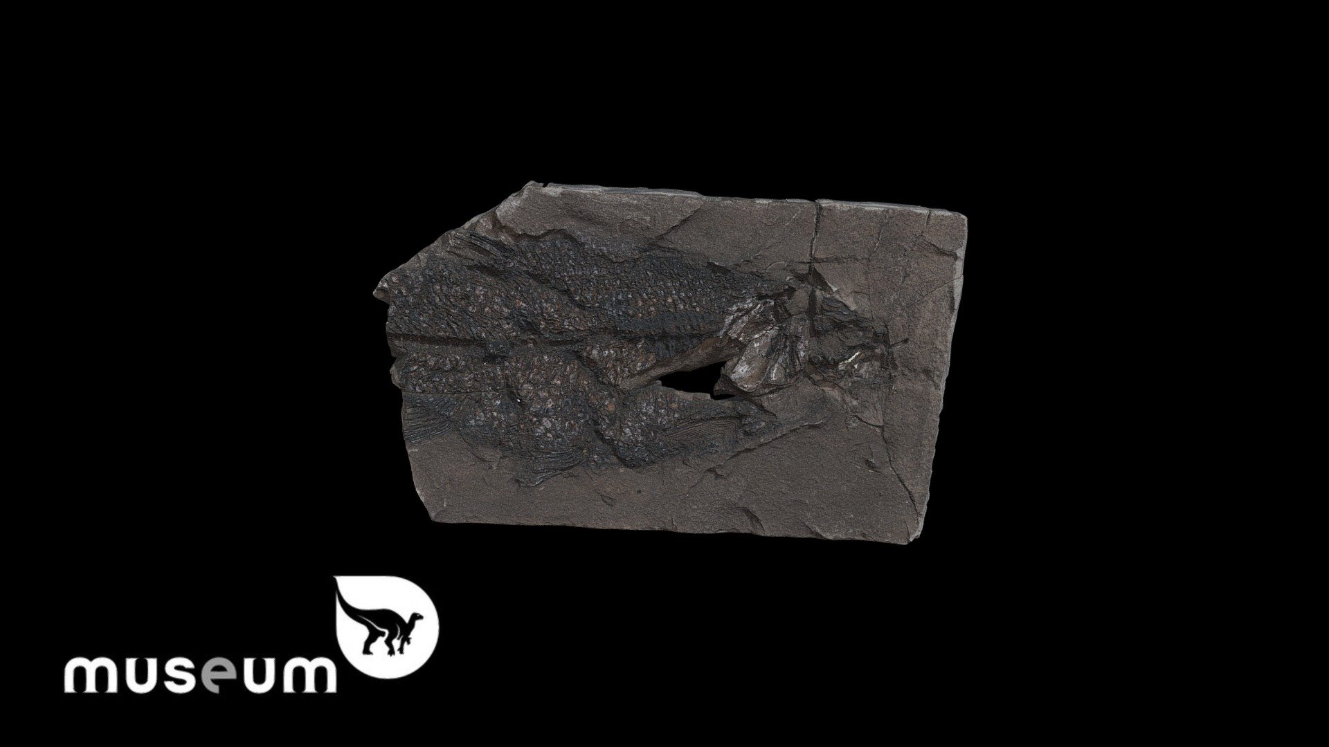 IRSNB P 03397 (2) - Aethalionopsis robustus - 3D model by Royal Belgian ...