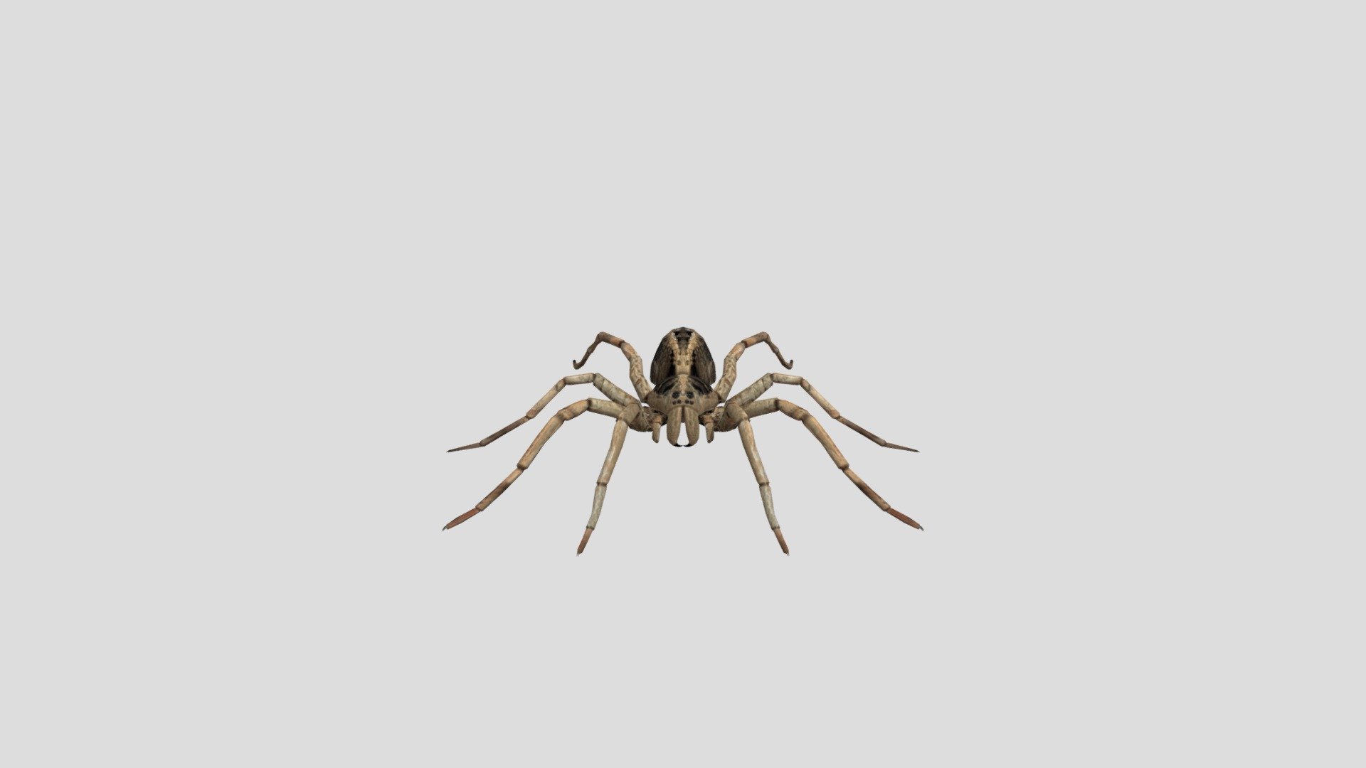 Spider - Download Free 3D model by pengrall [f50b544] - Sketchfab