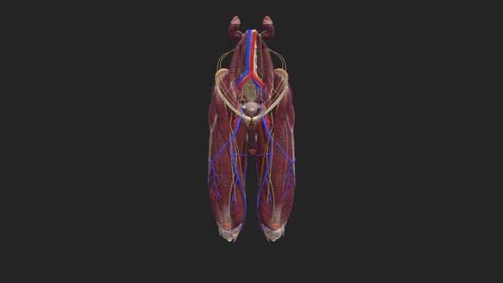 Hip 3D models - Sketchfab