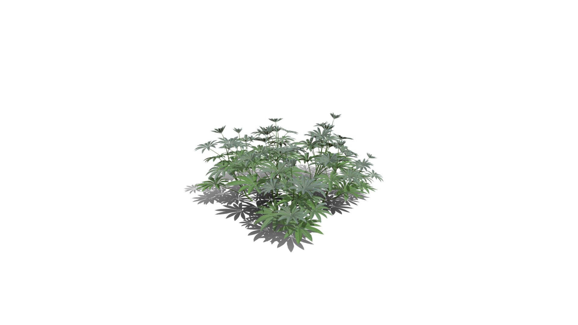 Realistic HD Large-leaved lupine (12/18) - Download Free 3D model by ...
