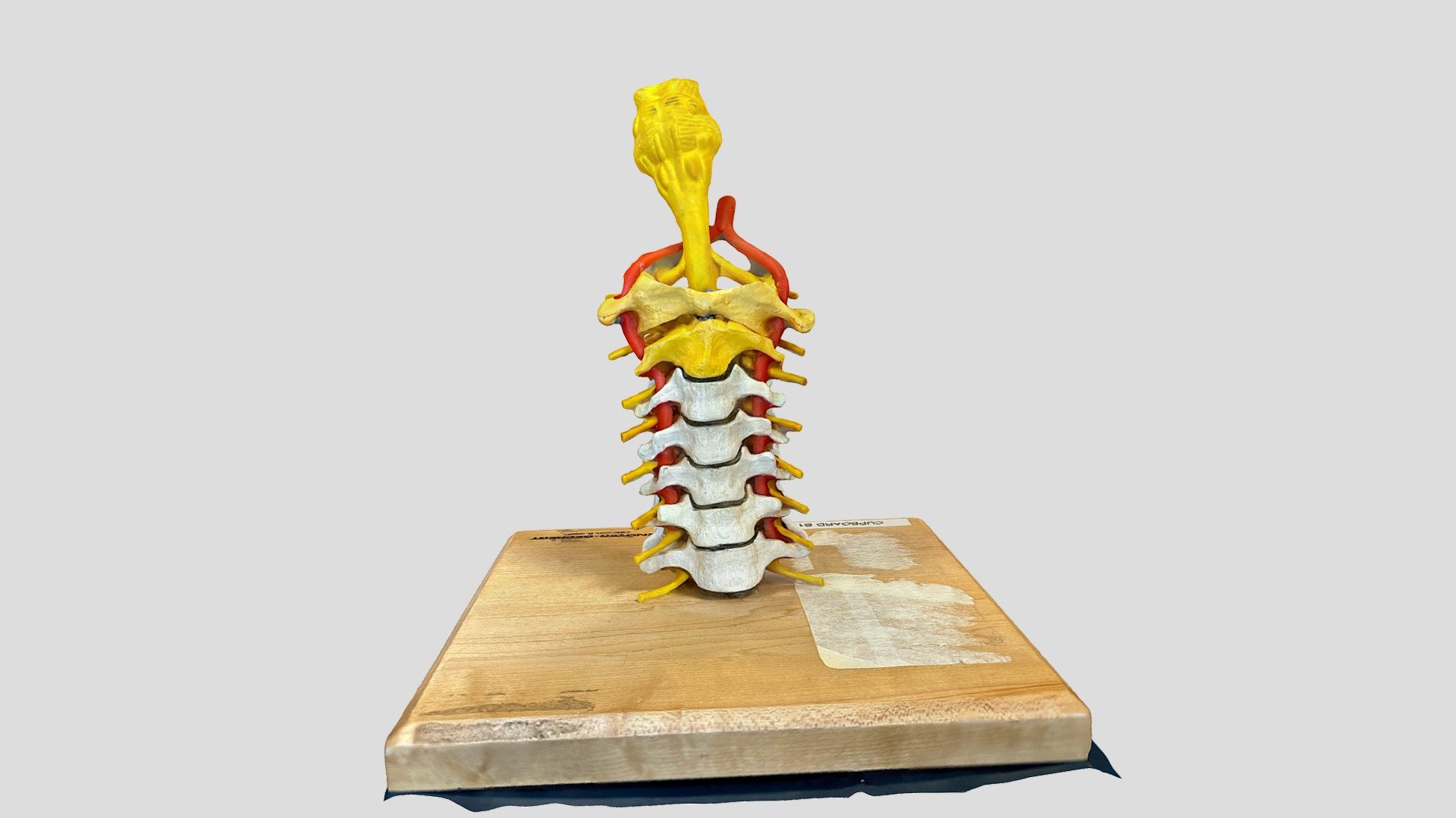 Cervical Spine and Spinal Cord - Download Free 3D model by 3-D ...
