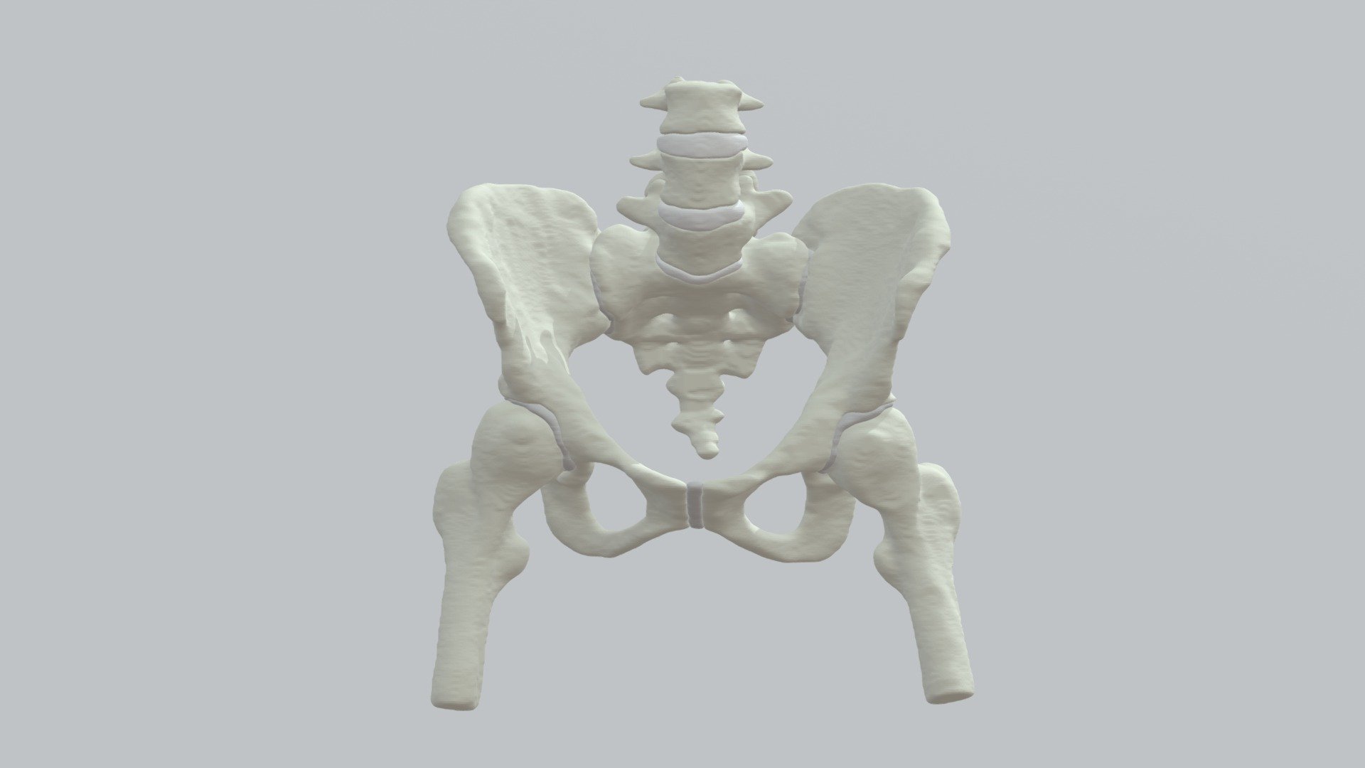 Bony Pelvis from MRI - Download Free 3D model by audreybyrd [f51dda6 ...