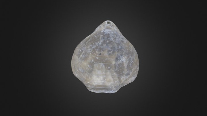 Brachiopods 3D models - Sketchfab