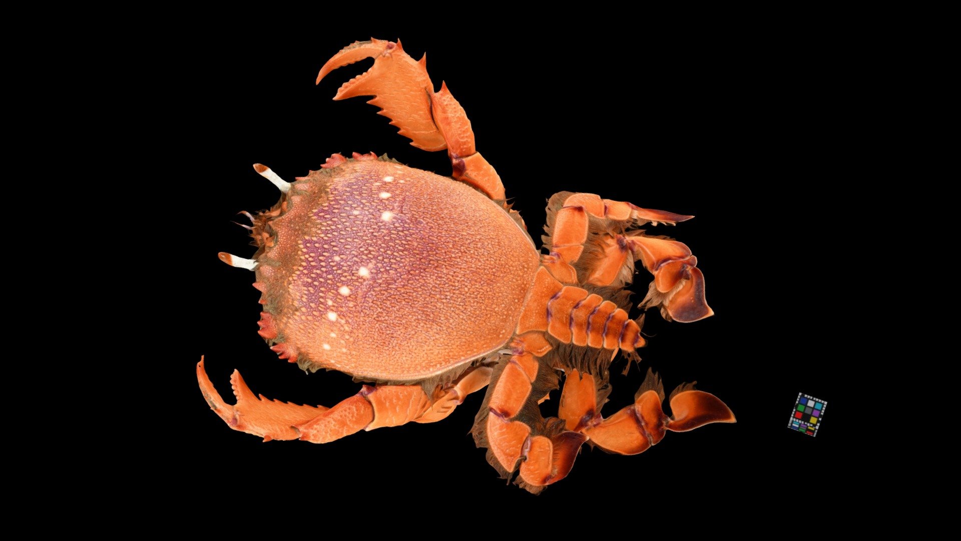 アサヒガニ ♂ Red Frog Crab, Ranina ranina - Download Free 3D model by ffish ...