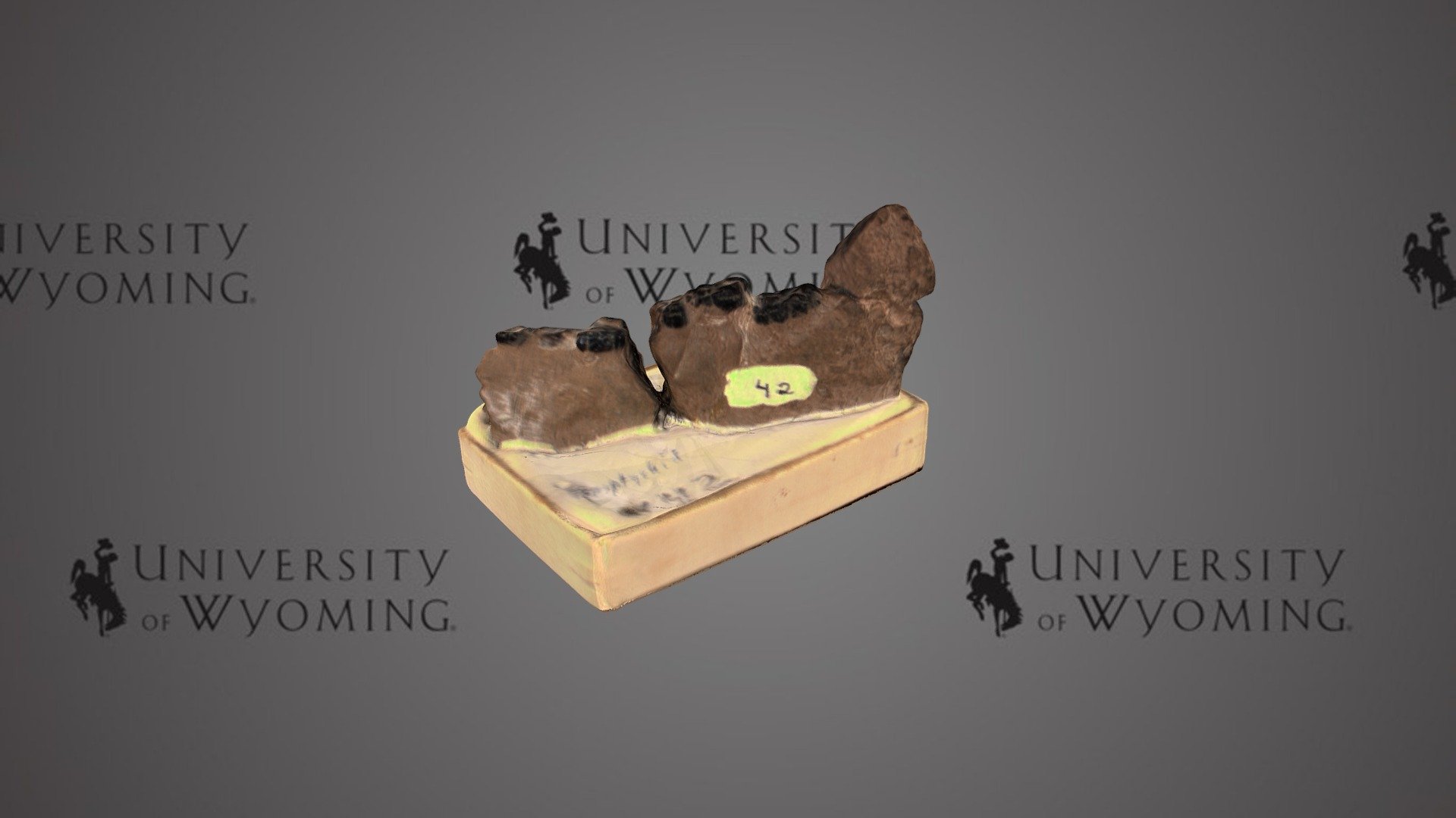 UW42 - Ectoconus ditrigonus, dentary - Download Free 3D model by ...