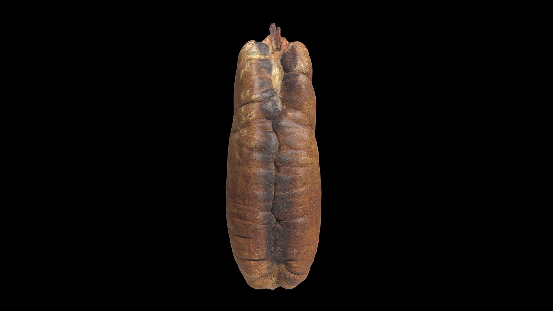 Medjool Date Pit 1 - 3D model by danderson4 [f52653a] - Sketchfab