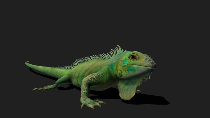 Animals 3D models - Sketchfab