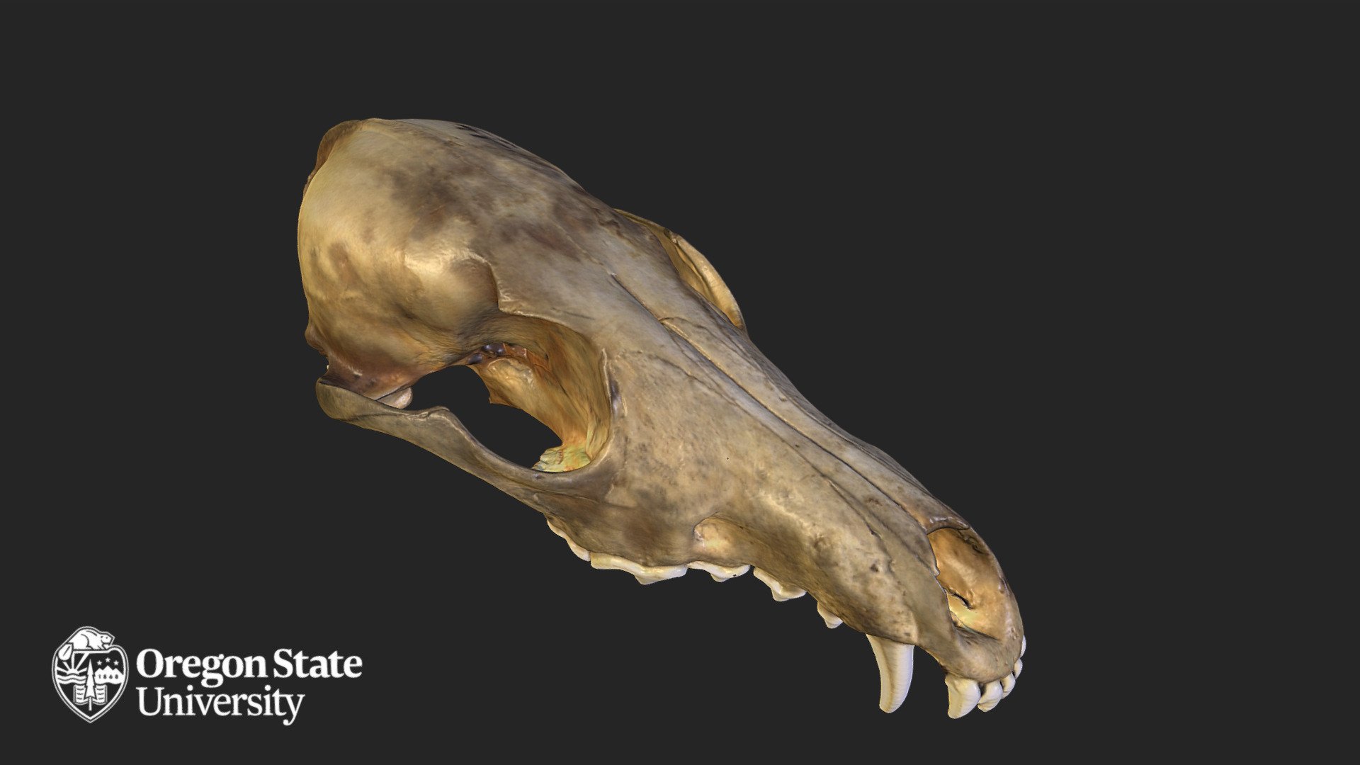 Coyote Cranium - Download Free 3D model by Oregon State University | Ecampus [f52929b] - Sketchfab