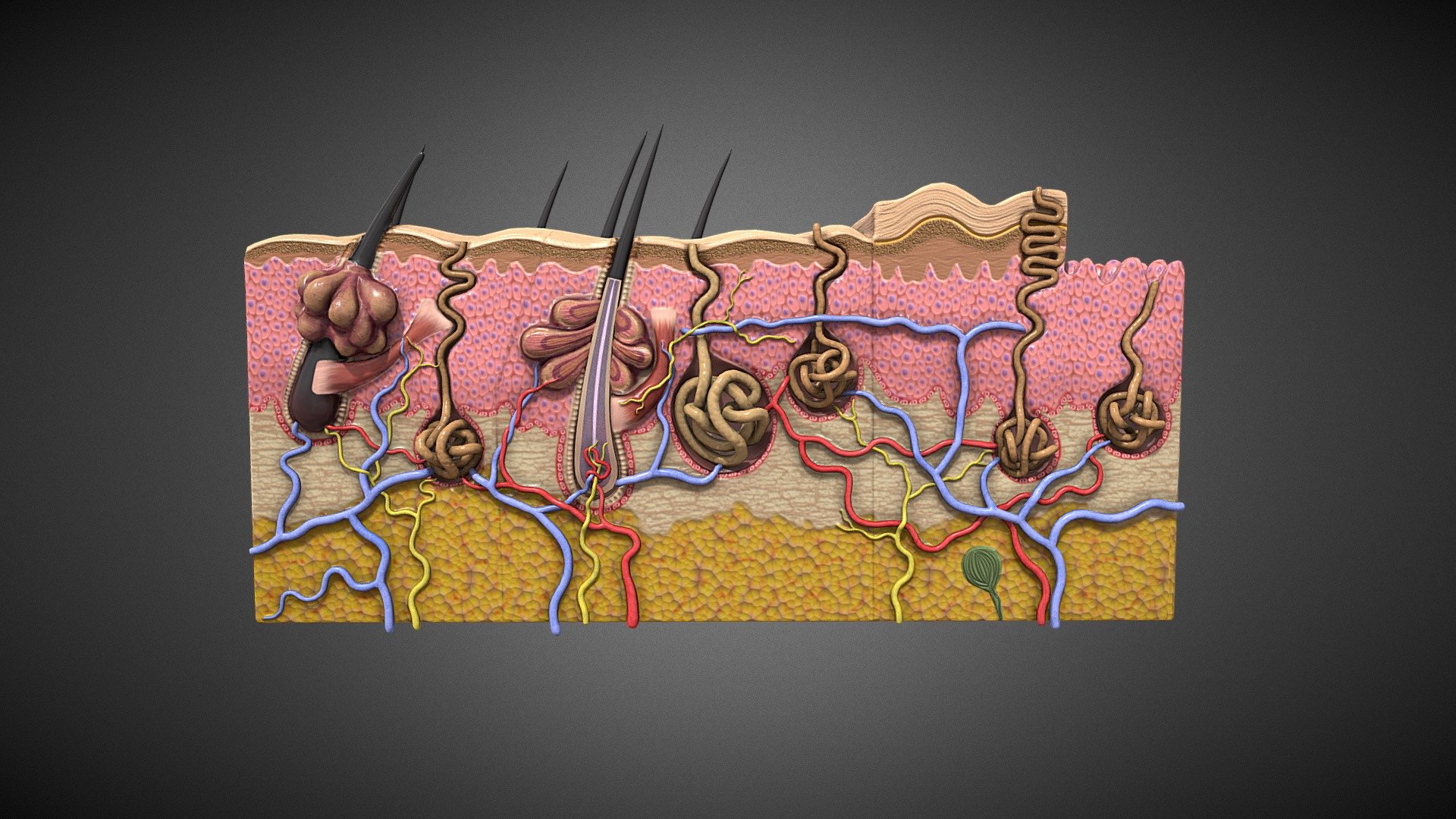 Human Skin Anatomy - Buy Royalty Free 3D model by Devden [f52dd19 ...