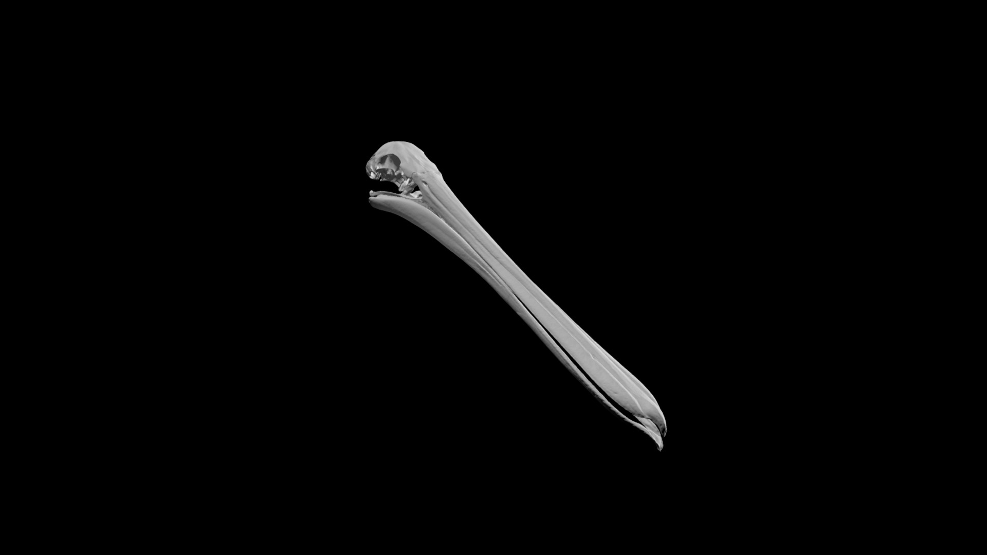 Pelican Skull - Download Free 3D model by Eric Bauer (@ebauer4 ...