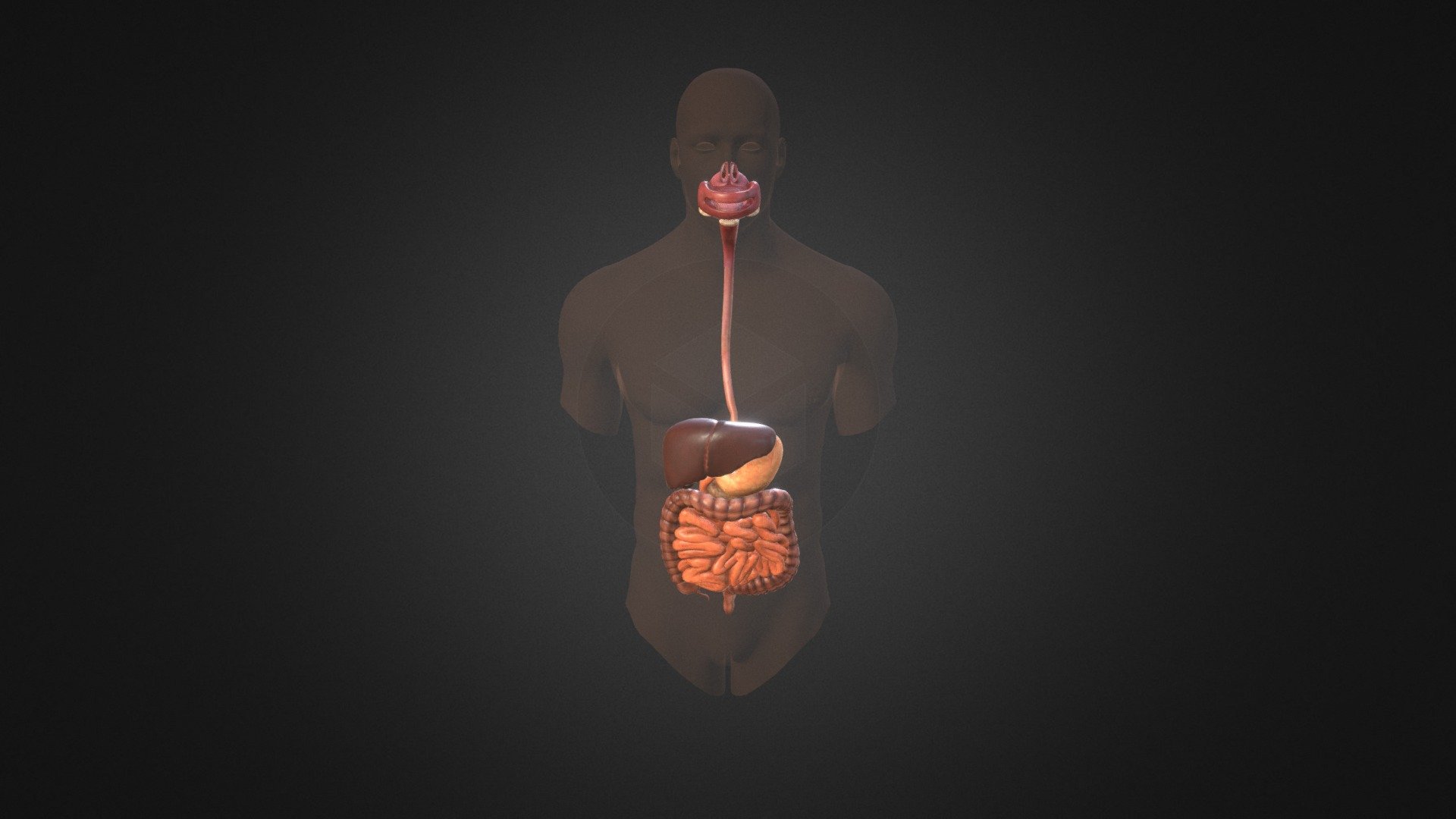 Digestive System - 3D model by Genesis1 [f5379b9] - Sketchfab
