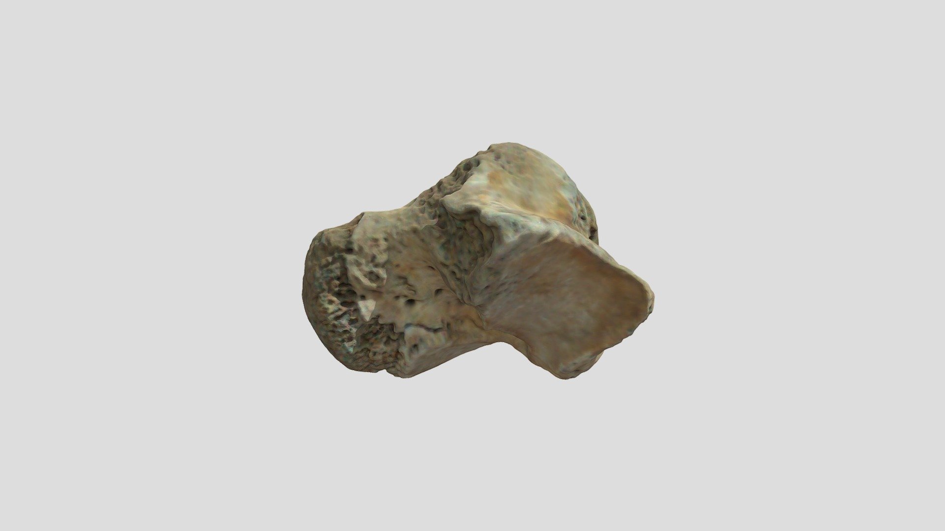 CA-832-1_298_Talus_R_001_WT - 3D model by r.j.gilmour [f53e737] - Sketchfab