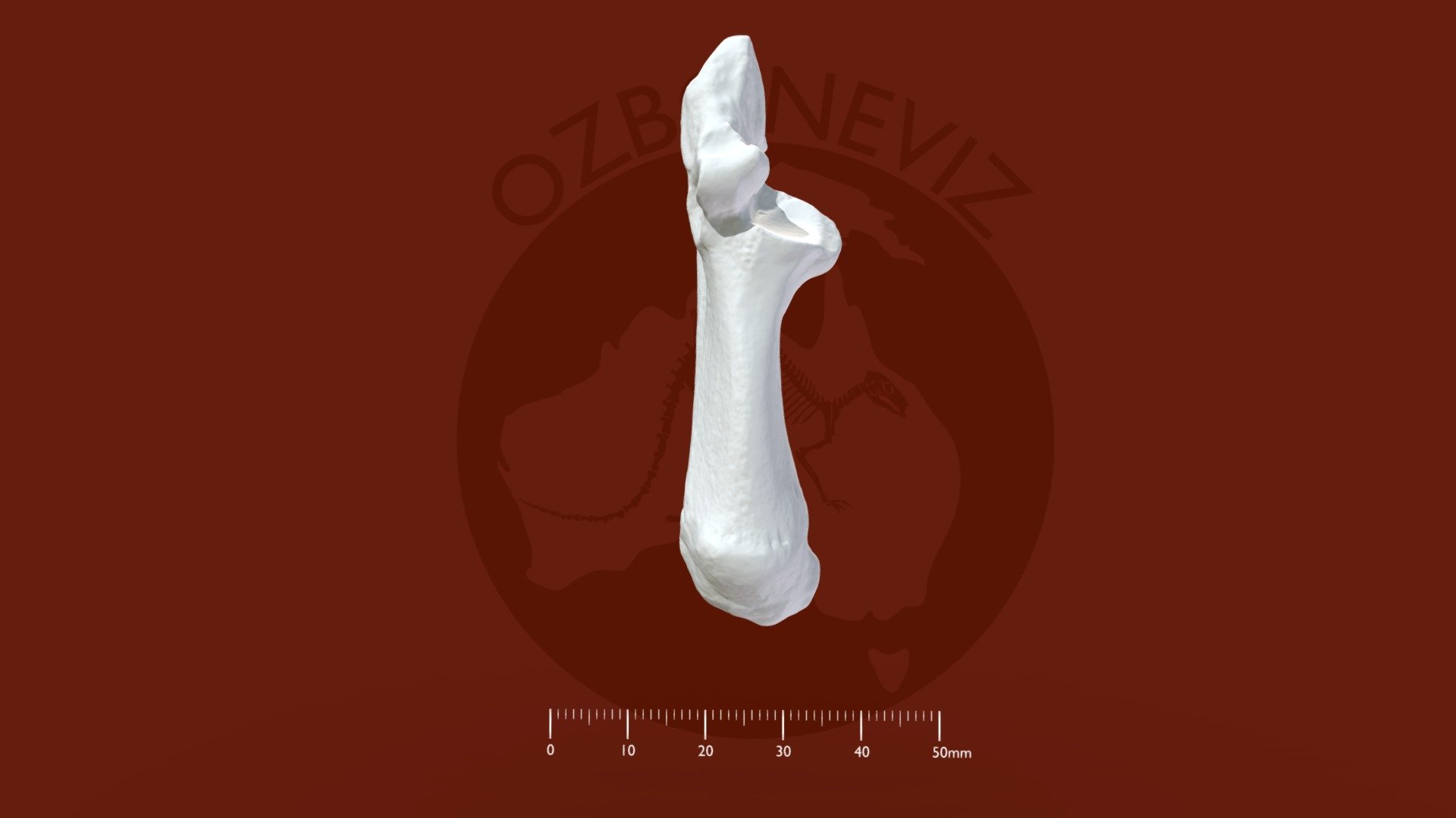 Feral pig calcaneus - 3D model by Ozboneviz [f546049] - Sketchfab