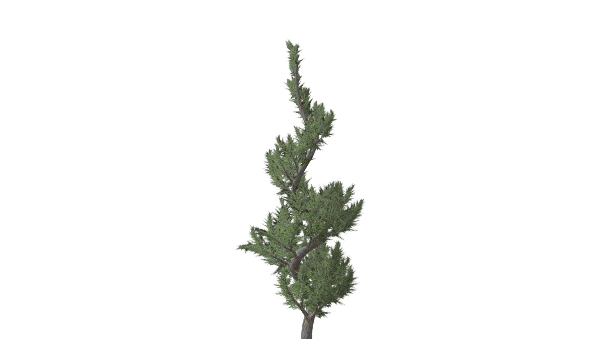 Hollywood Juniper Topiary #1 Variant 2 - 3D model by meshshape [f54673d] - Sketchfab