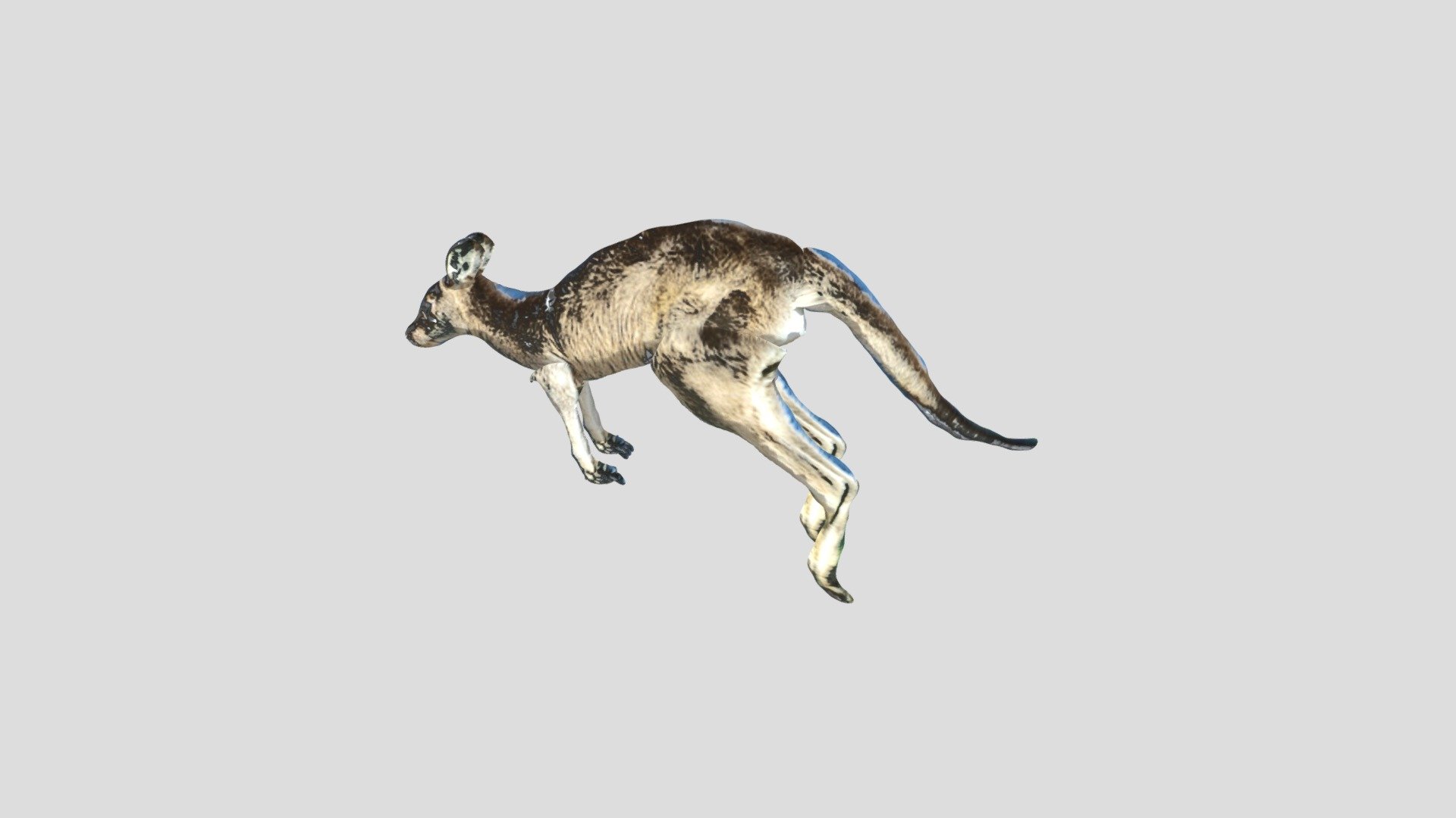 Kangroo - 3D model by Ruinate [f54eade] - Sketchfab