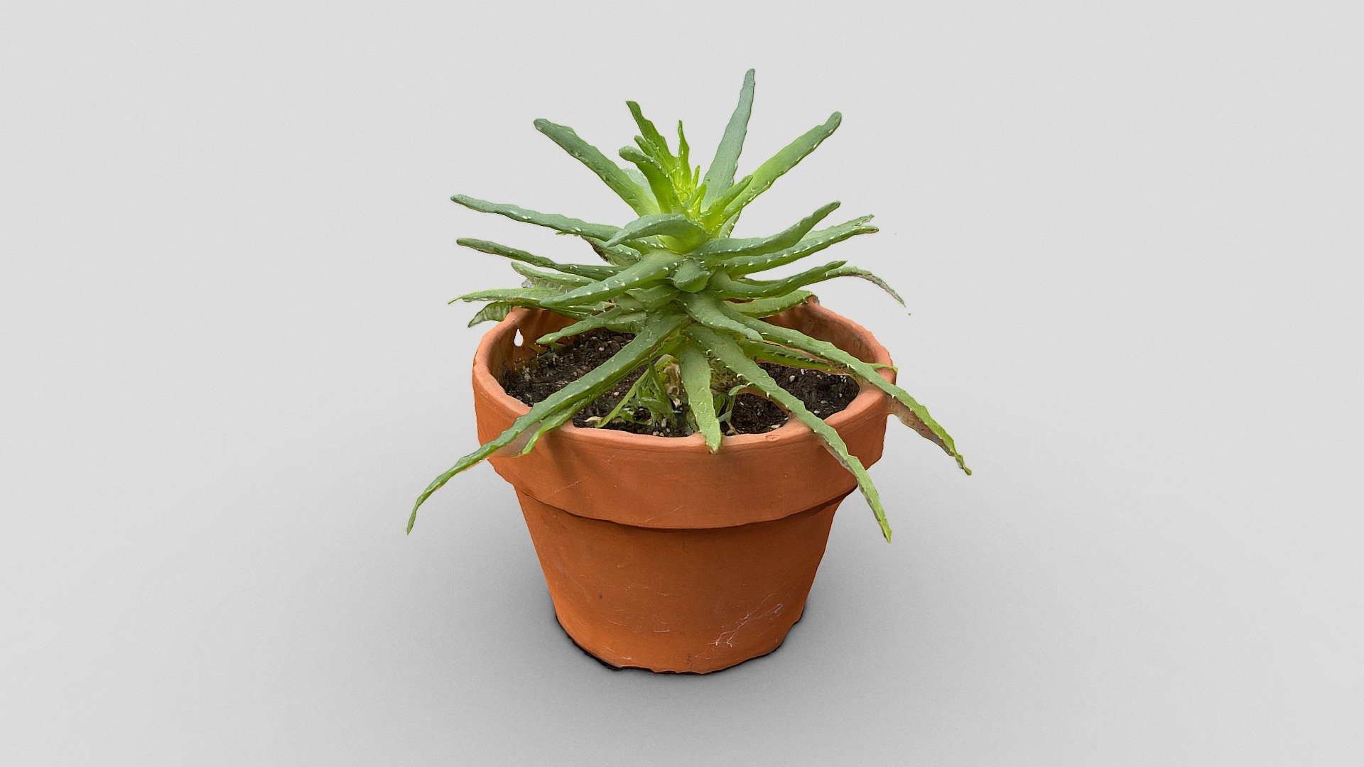 Cactus - Download Free 3D model by alban [f54f242] - Sketchfab