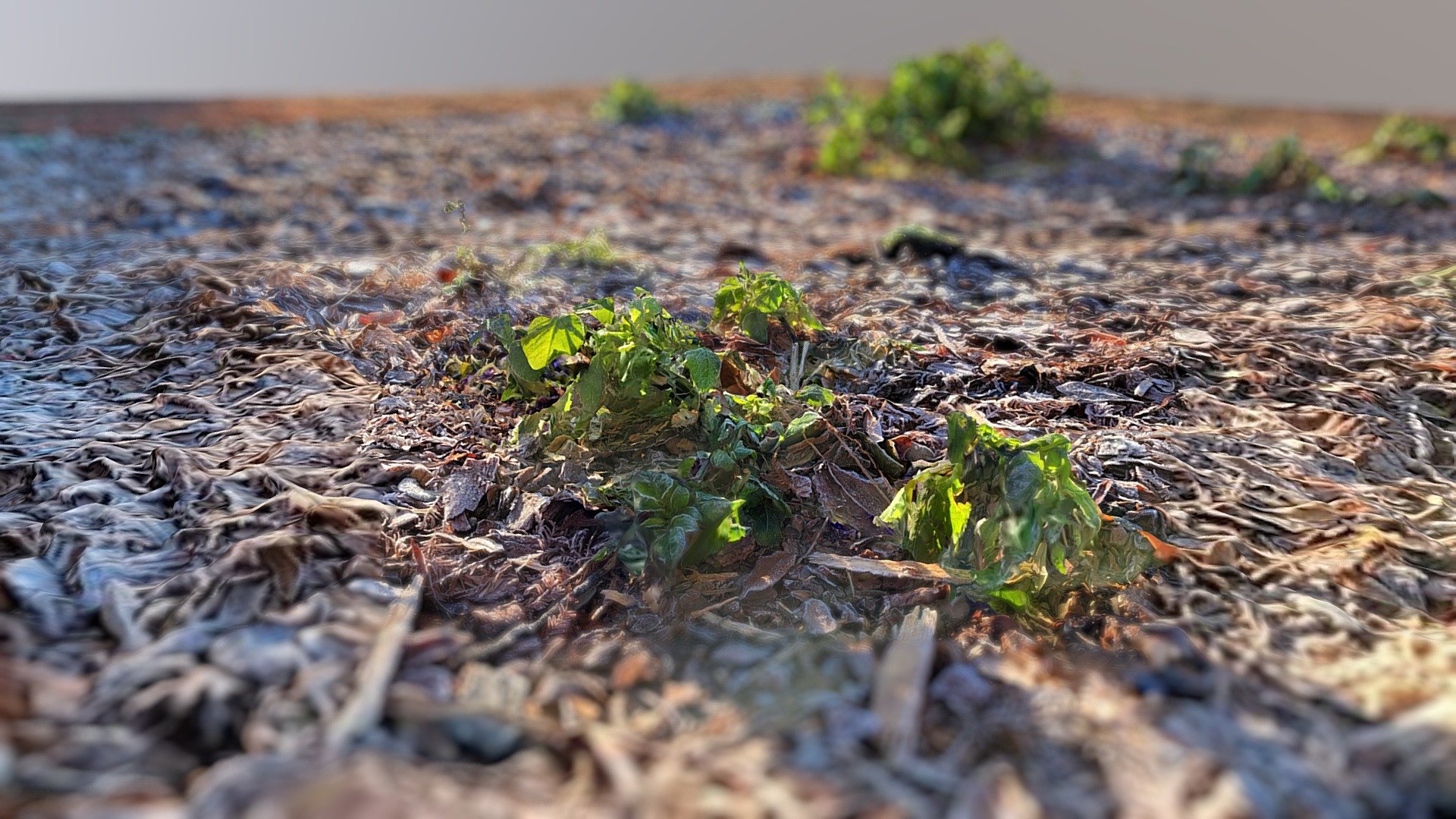 Plants Growing - Download Free 3D model by stevencmutter [f552b2b ...