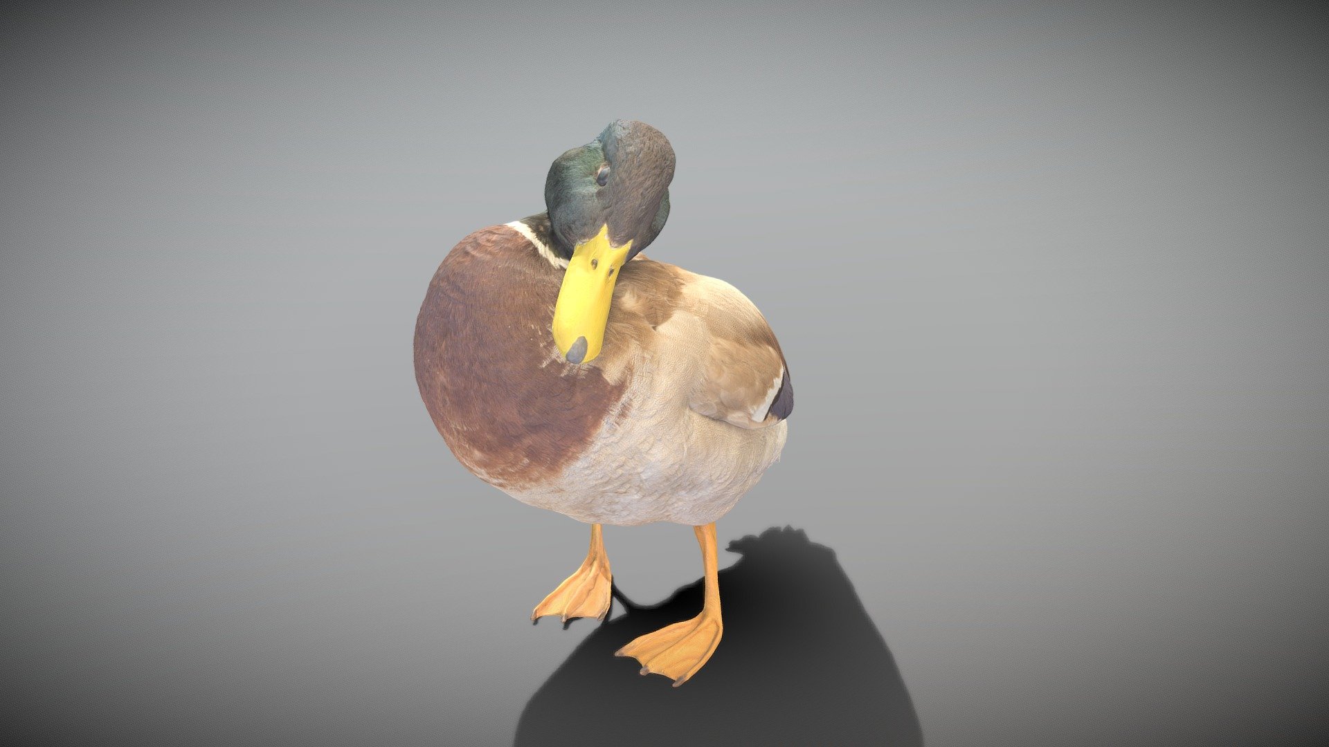 Duck 16 - Buy Royalty Free 3D model by deep3dstudio [f55312d ...