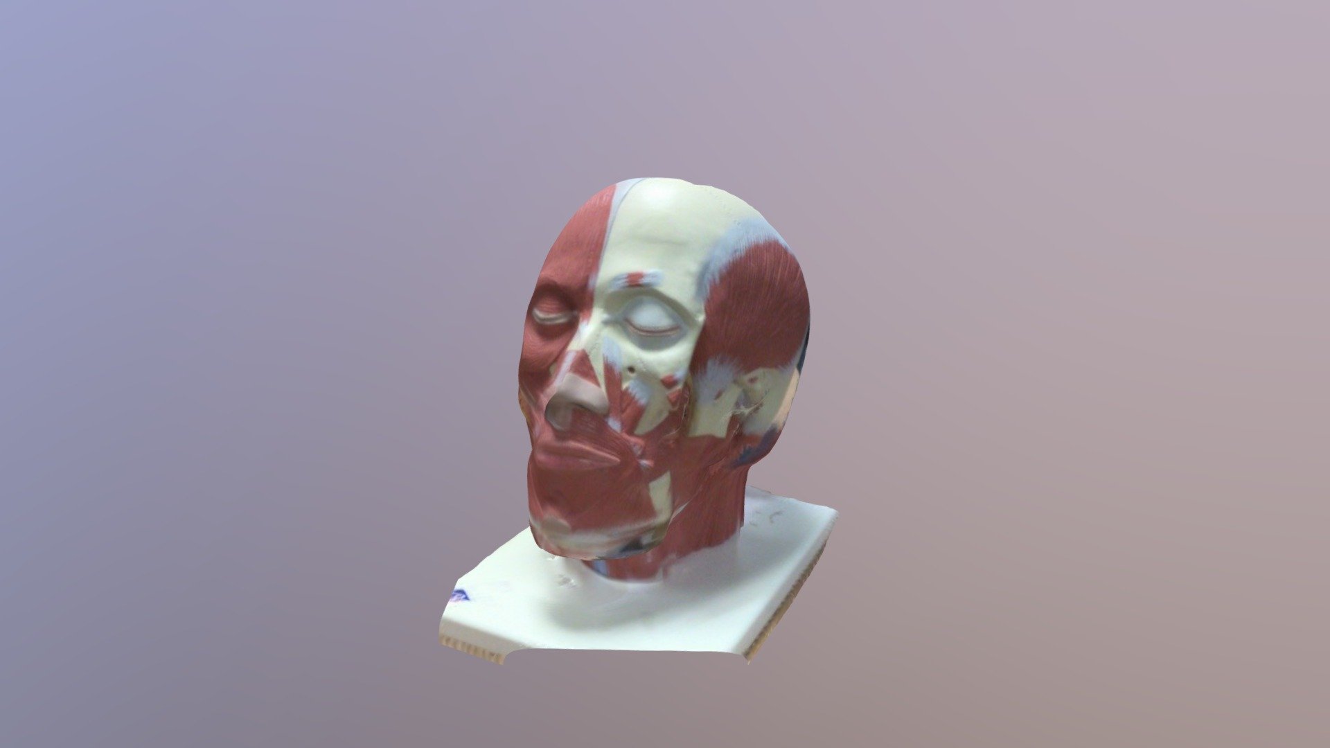 3D Head : Muscles - 3D model by eLearning@Preston's College (@fmchale ...