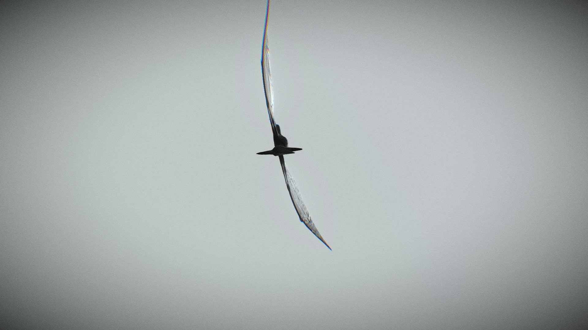 Animated-flying-pteradactal-dinosaur-loop - 3D model by ...