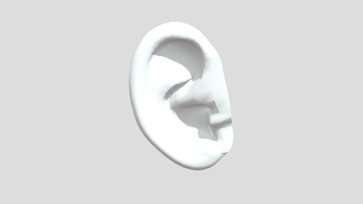 Oreja 3D models - Sketchfab