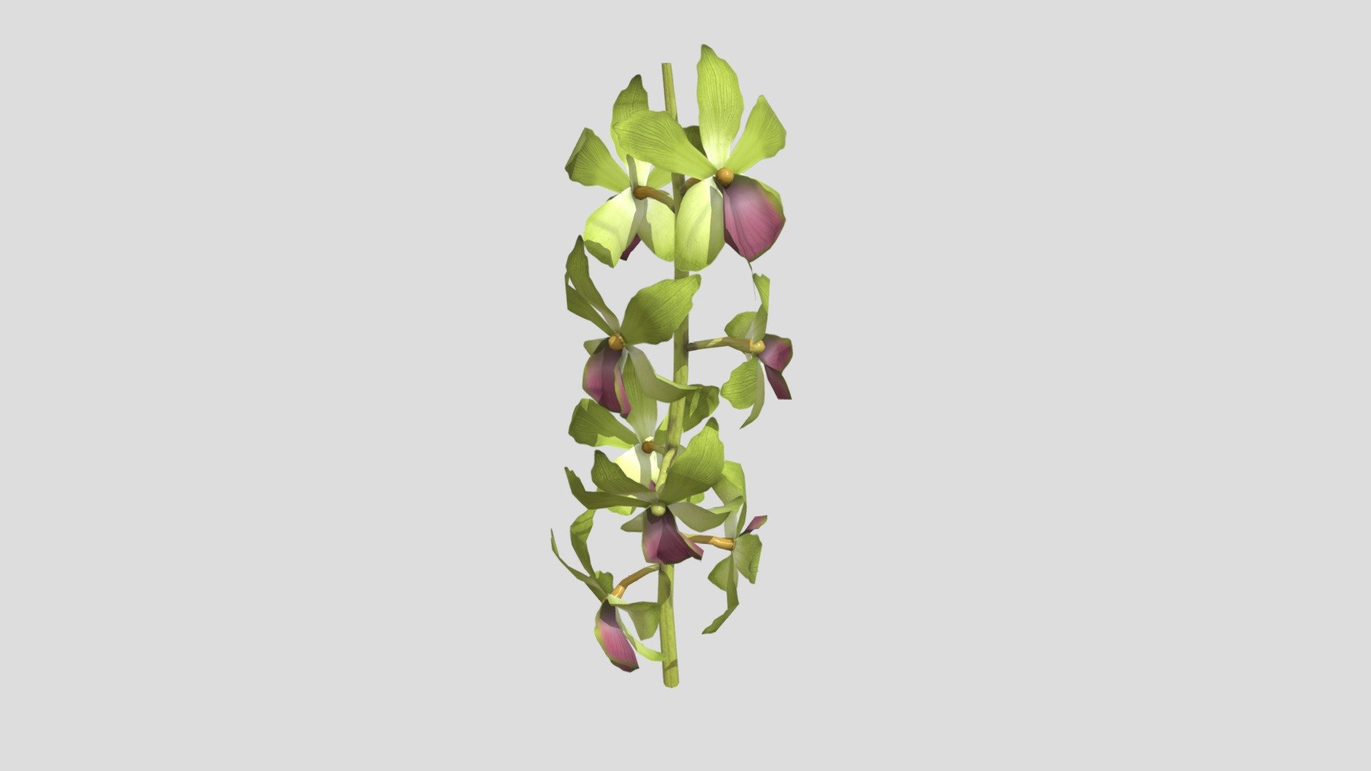 Dendrobium SGH - 3D model by vahnessa [f56058a] - Sketchfab