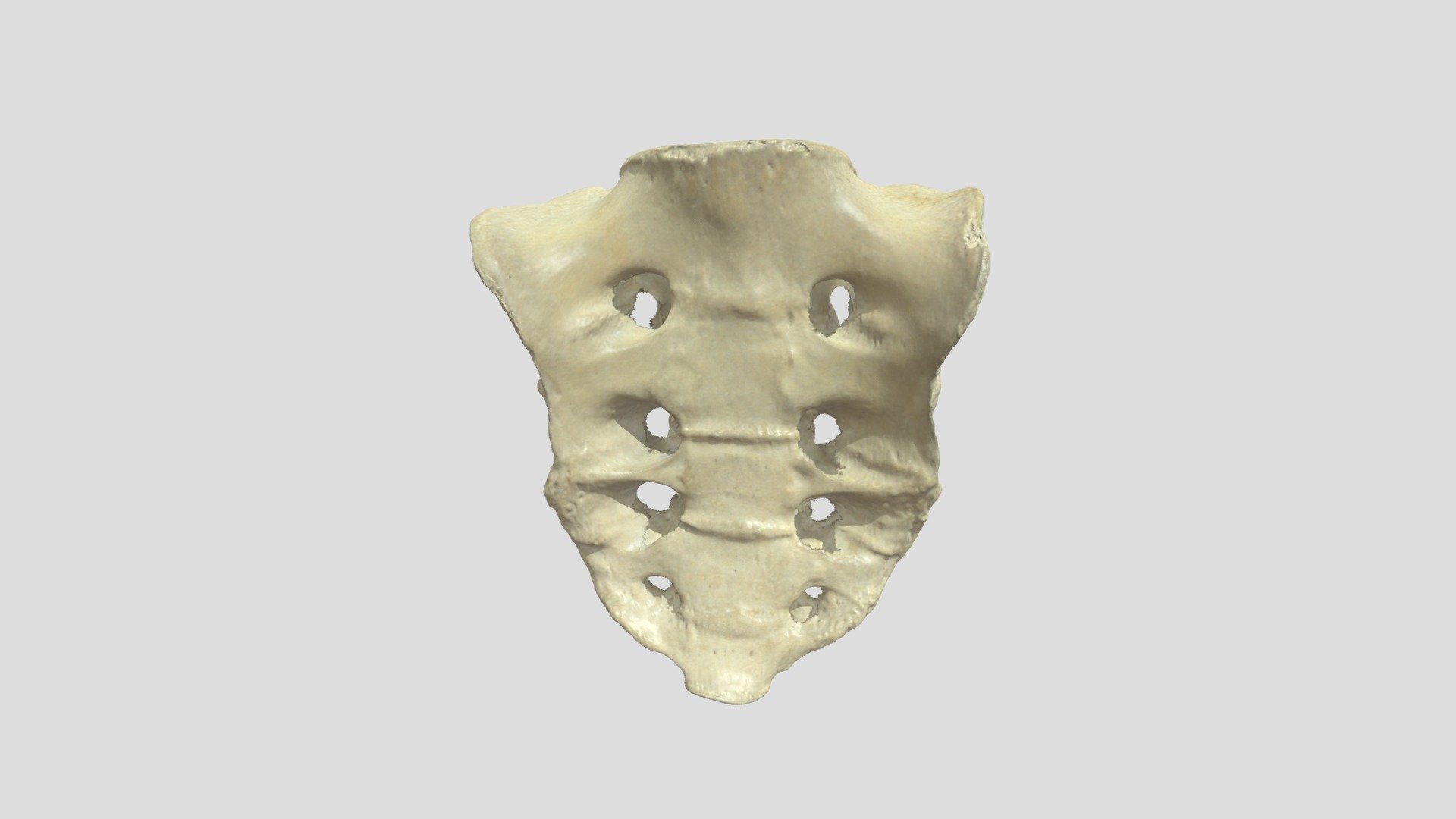 Os Sacrum - 3D model by Universiteit Antwerpen (@marjanmaldoy) [f560ecc ...