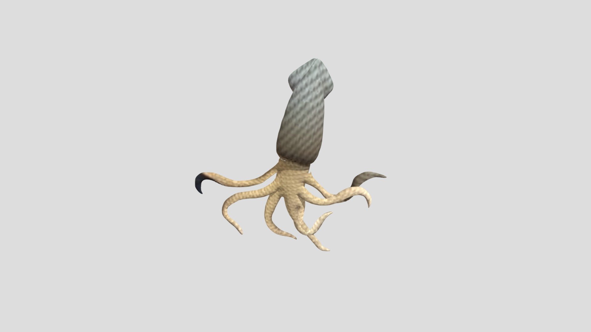 Project1_squid2 - 3D model by Paphaphat.Ardmangkorn [f5614cf] - Sketchfab
