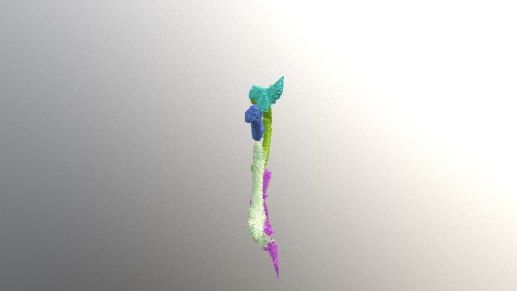 Zebrafish Jaw - Download Free 3D model by Francesco_Turci [f5684fc ...