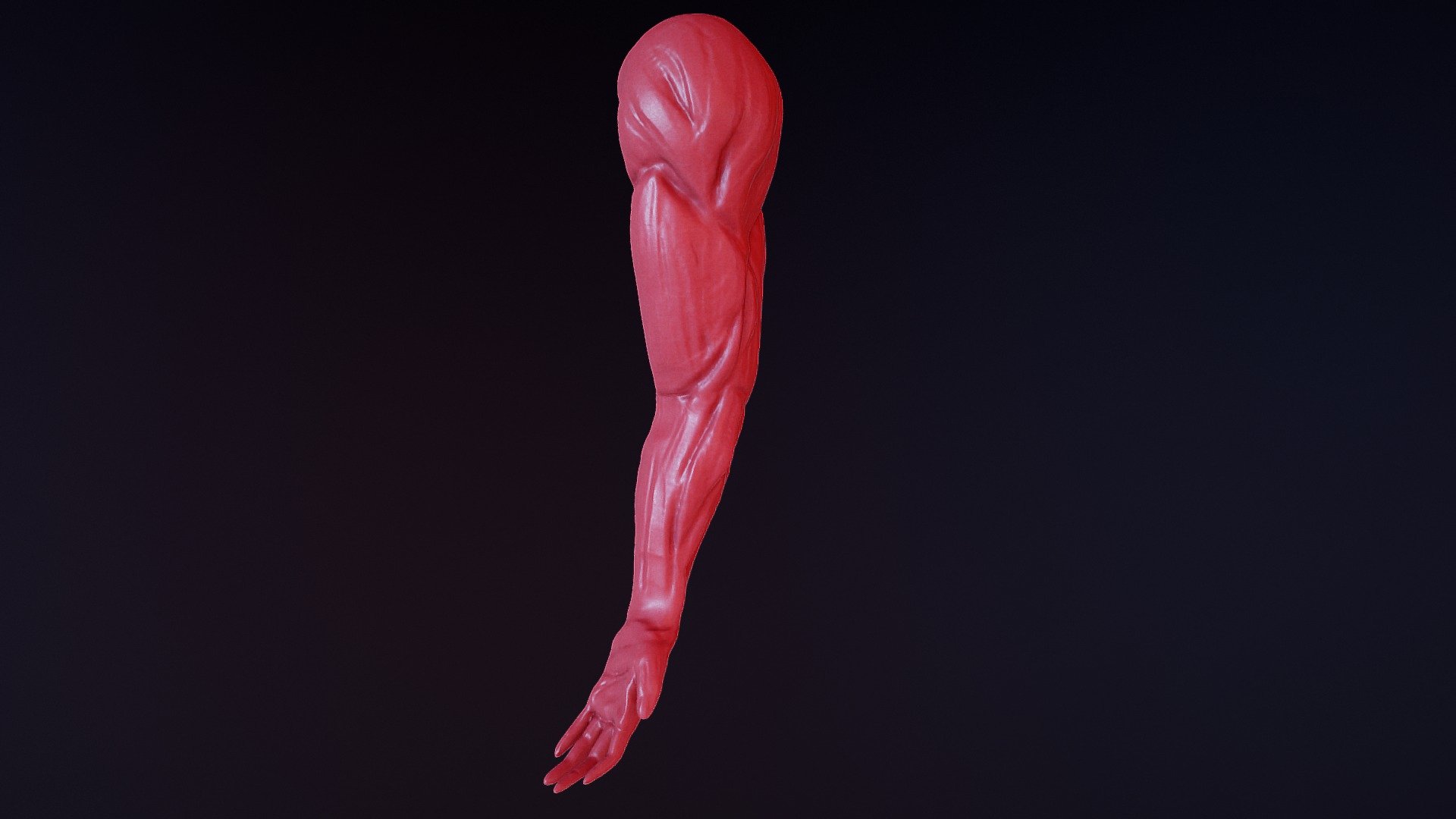 Arm Study - 3D model by _Raphael [f56bd67] - Sketchfab
