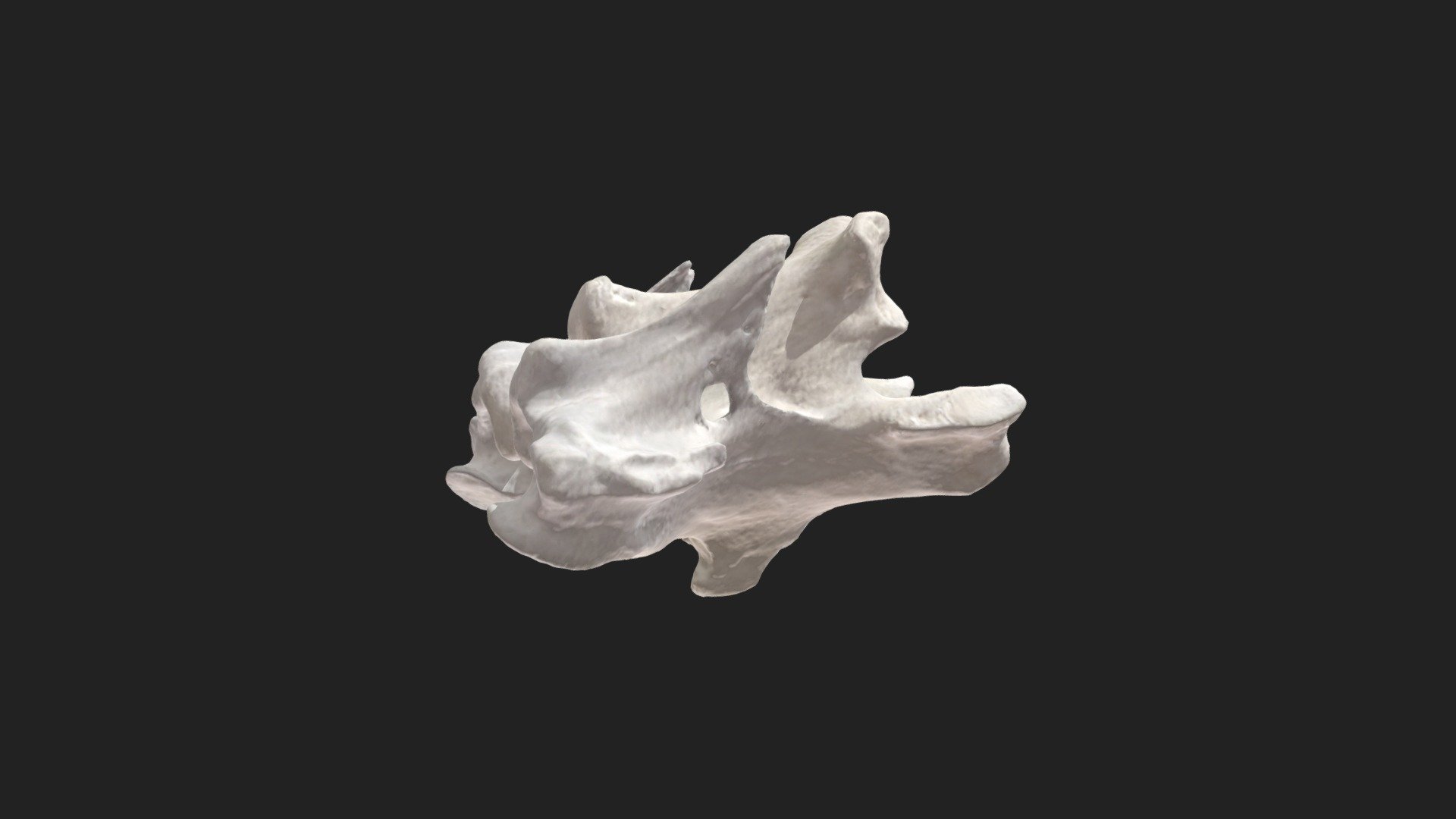 cranial cervical vertebra chicken - 3D model by vetanatMunich [f56bf57 ...