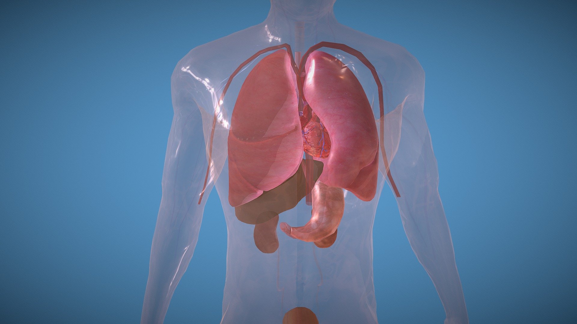The human body II - 3D model by mironline (@mironline_LATAM) [f56caa9 ...