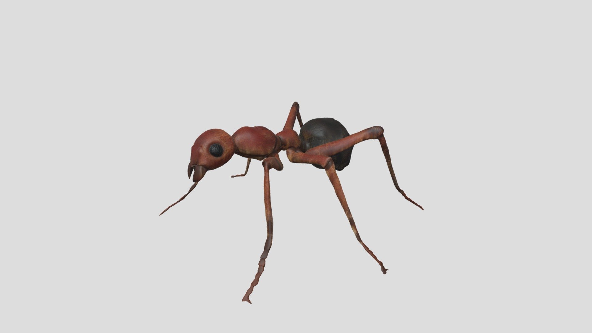 Ant - 3D model by Zeze (@zeynepnazaydin2001) [f56d819] - Sketchfab