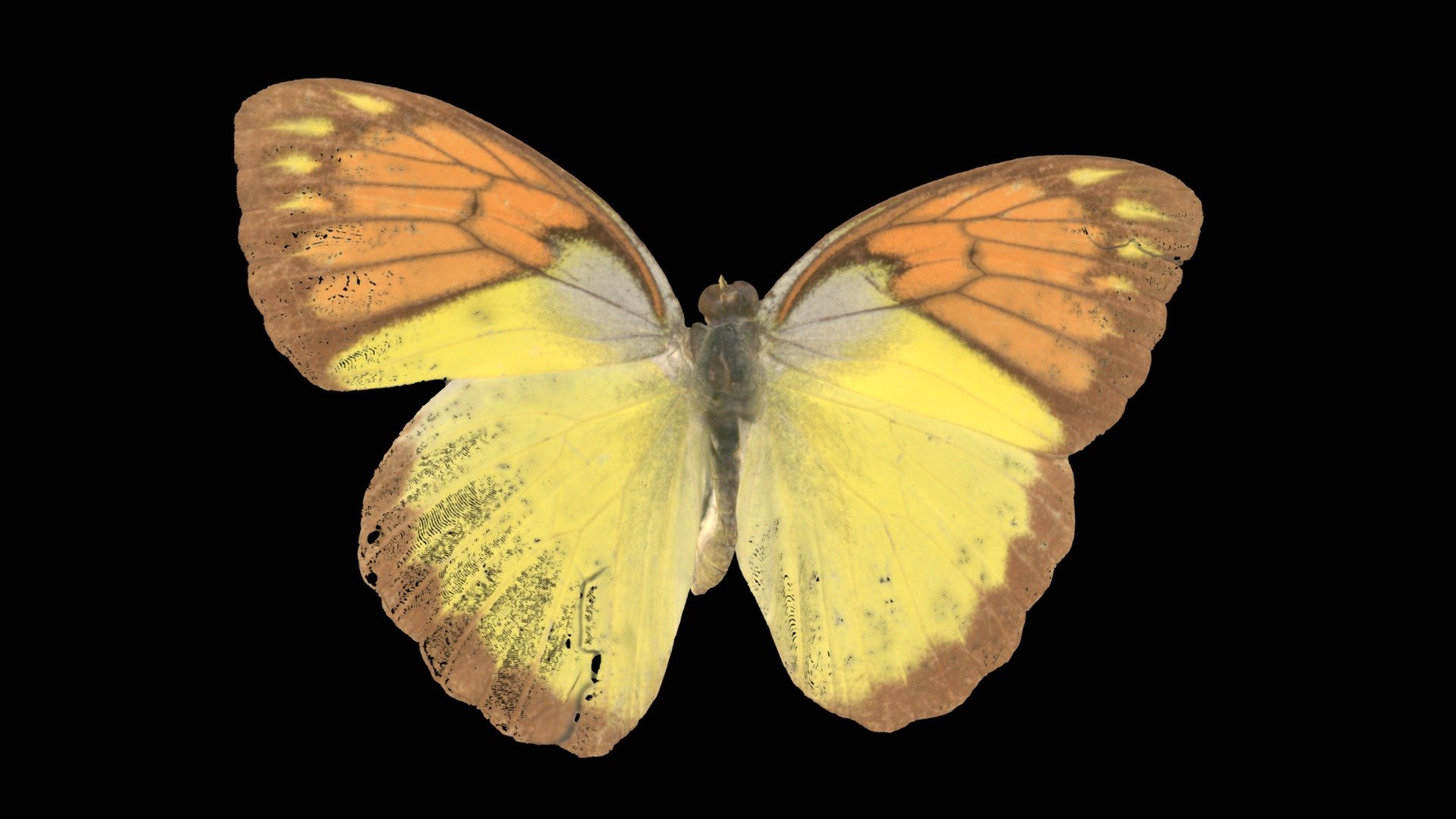 Butterfly - Download Free 3D model by nhmdenmark [f573f5e] - Sketchfab