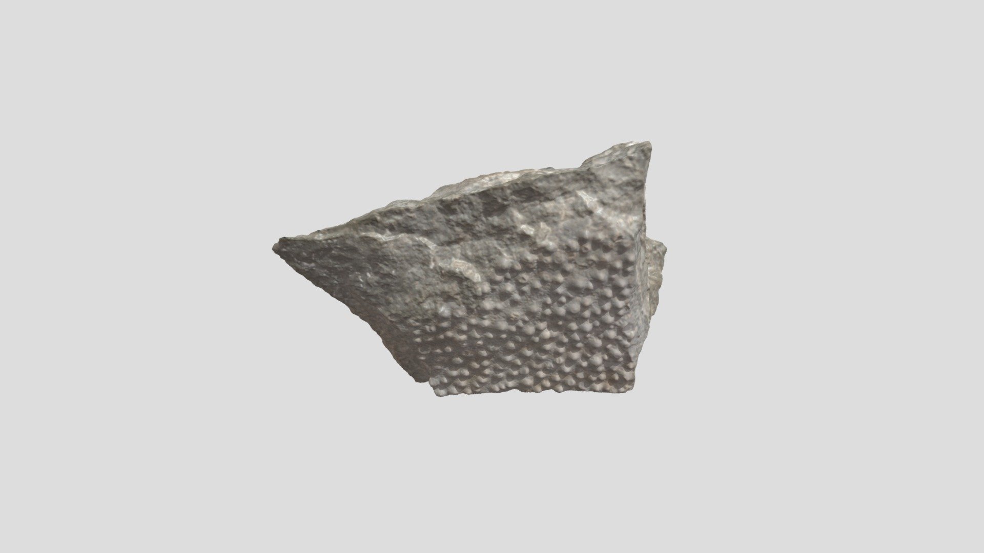 Placoderm Fish “Armor” - 3D model by mollyelizabethhunt18 [f57693e ...