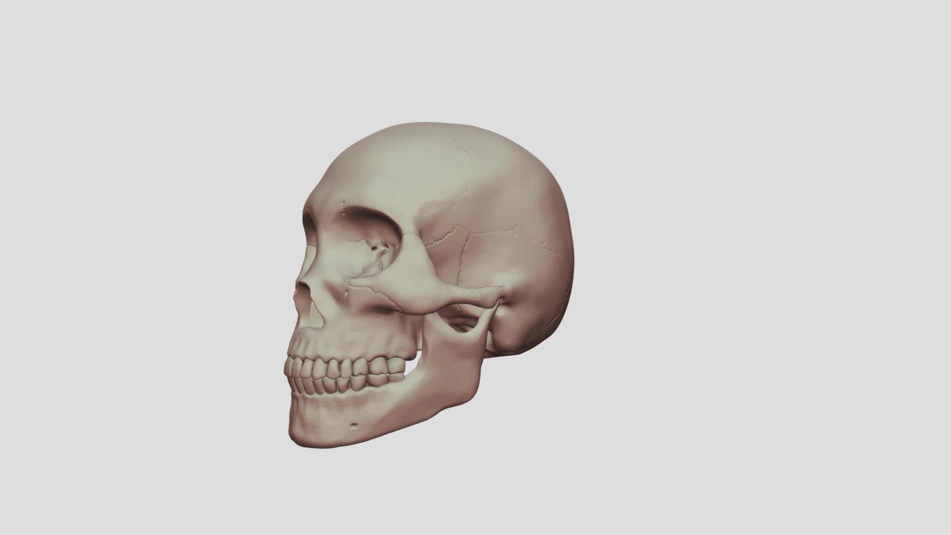 Human Skull - 3D model by syns3d [f578030] - Sketchfab