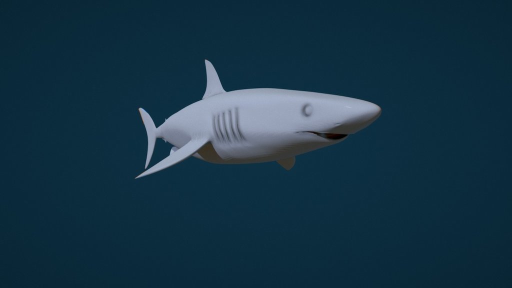 Shark - 3D model by ricardosilva [f5787fe] - Sketchfab