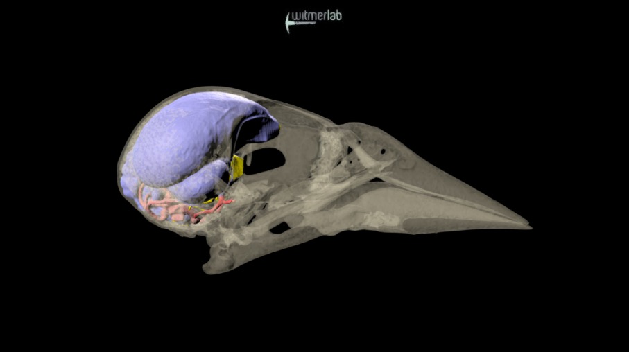 Red-winged Blackbird – brain endocast & skull - Download Free 3D model ...