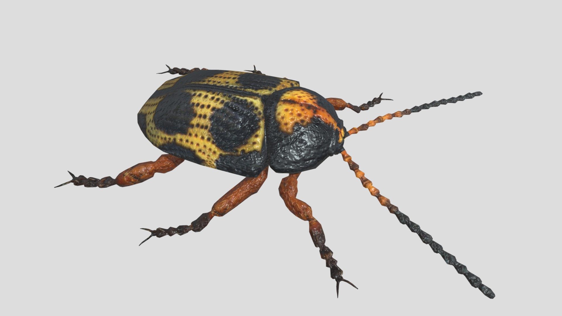 Ten Spotted Pot Beetle - Buy Royalty Free 3D model by rmilushev ...