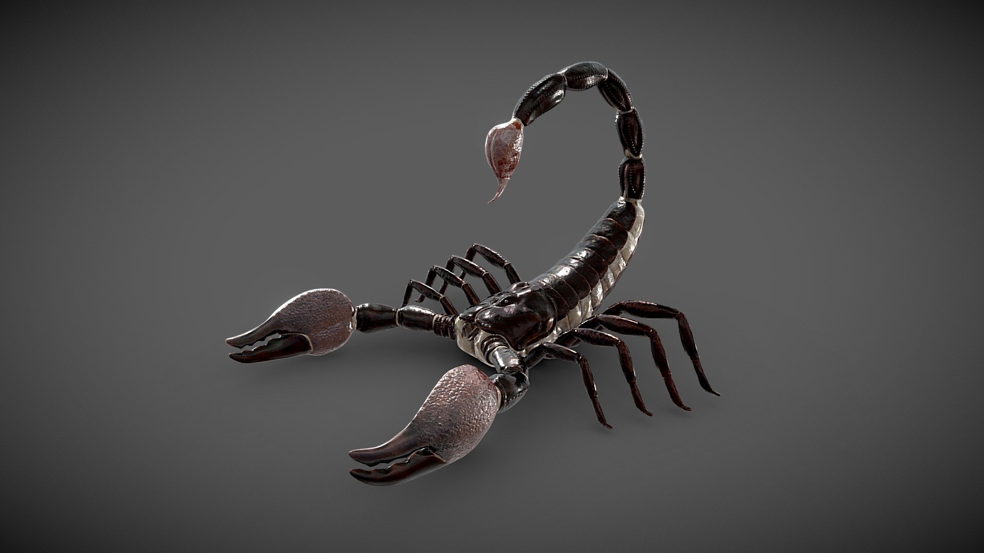 Scorpion 3D model - 3D model by NicolasHebert (@nico.hebert25) [f57c963 ...