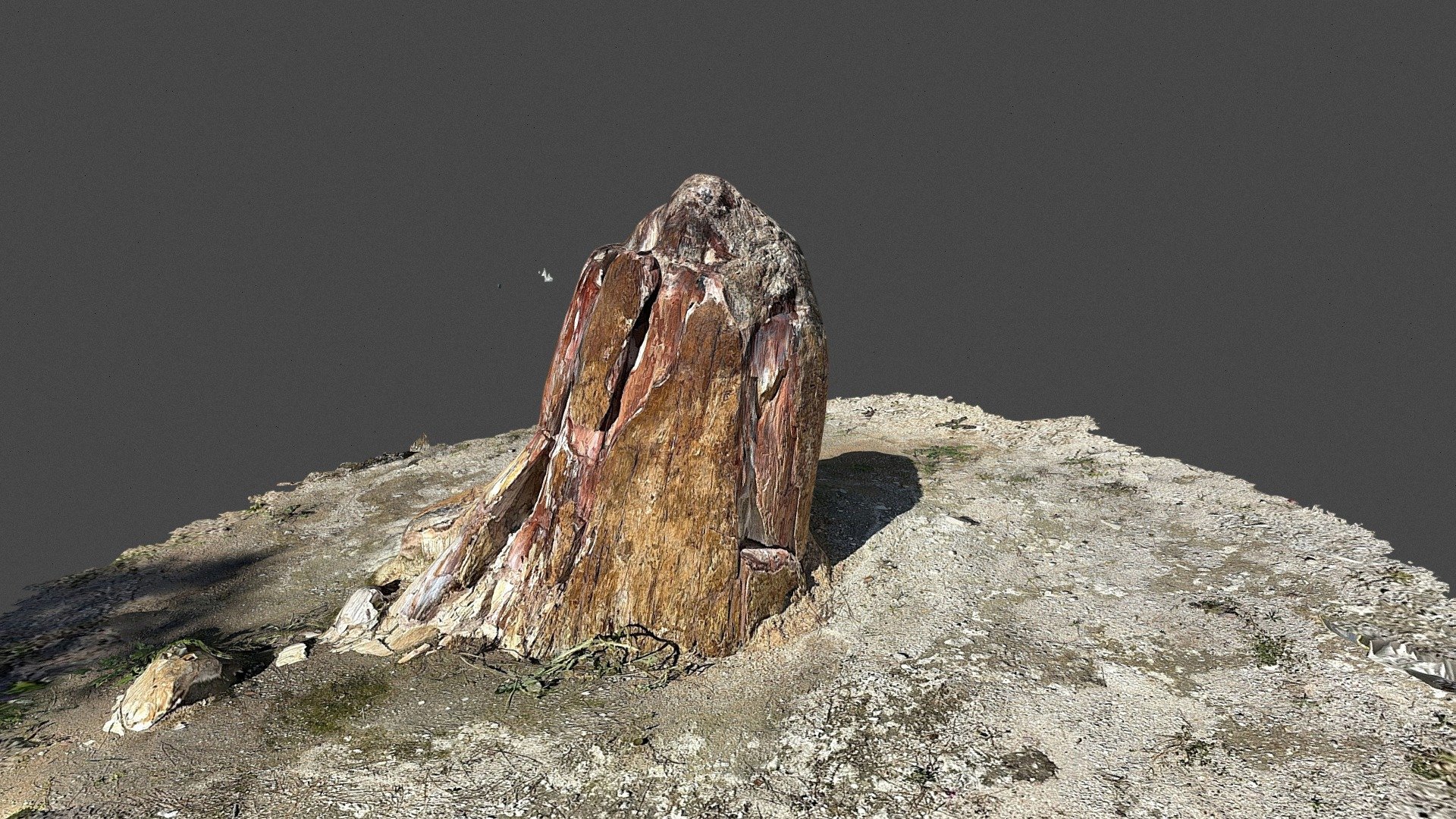 Fossil Trunk 7 (3D Scanner) - Download Free 3D model by giostavrid ...