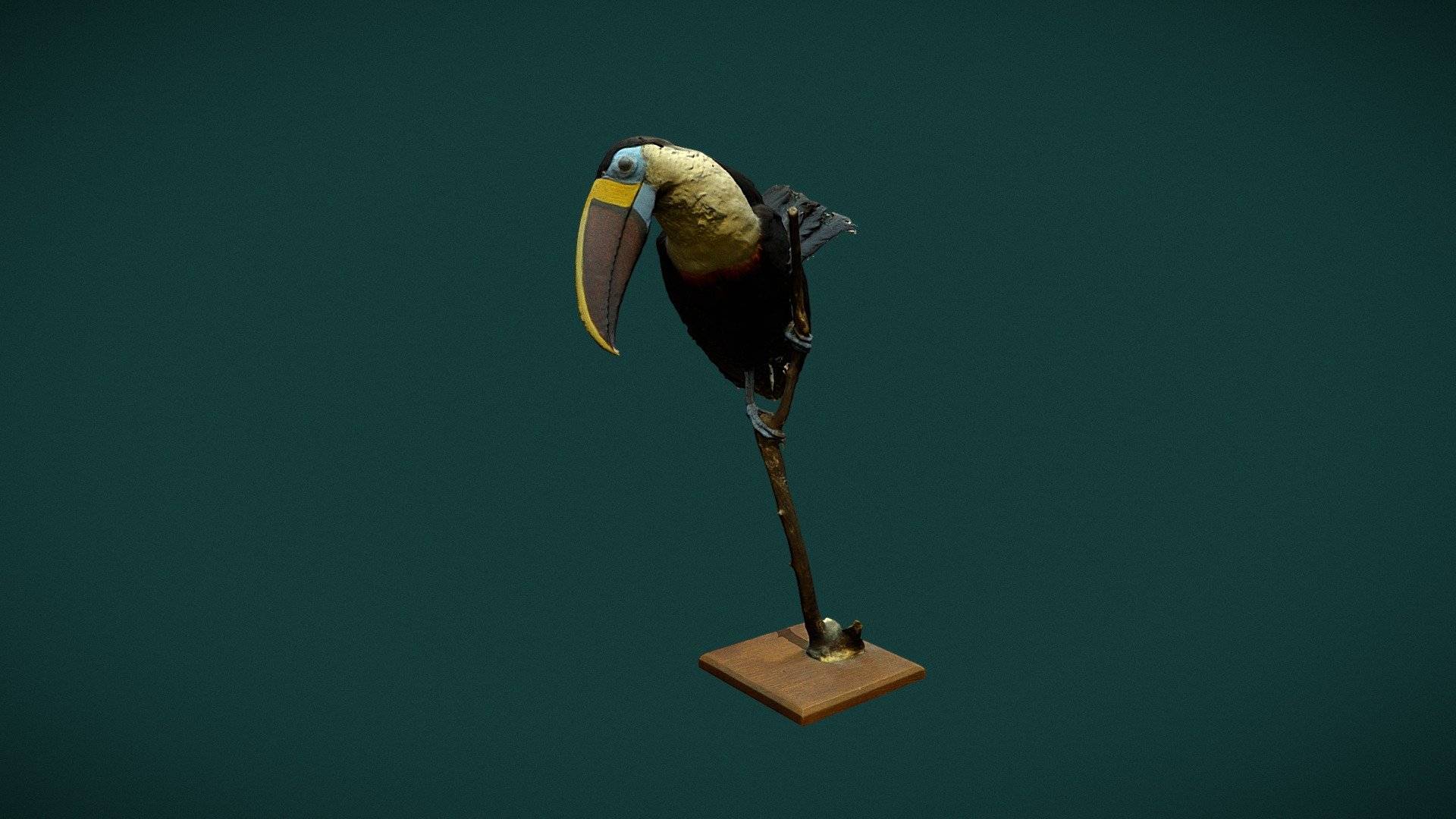 Toucan - 3D model by Canopée des Sciences (@parmentier) [f582543 ...