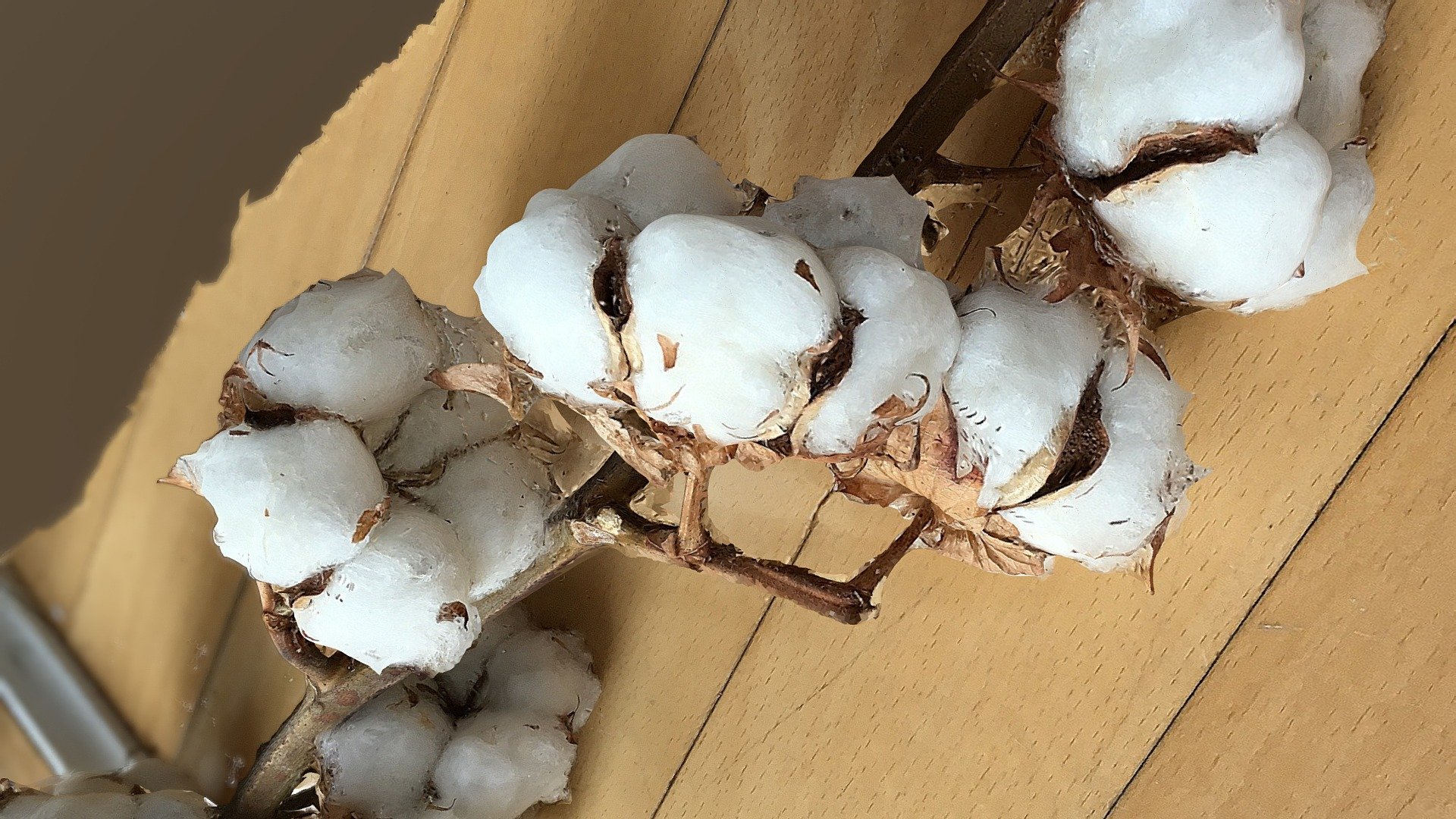 cotton - 3D model by manucpr [f589b40] - Sketchfab